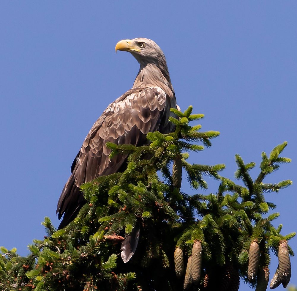 Seeadler sitzend auf einem Ast Foto & Bild | tiere, wildlife, wild ...