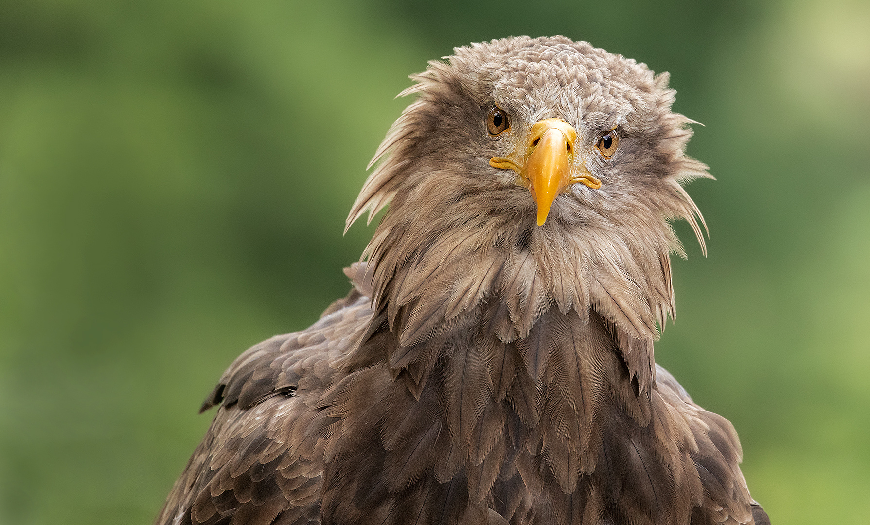 Seeadler.Portrait 001a Foto & Bild | deutschland, europe, niedersachsen ...