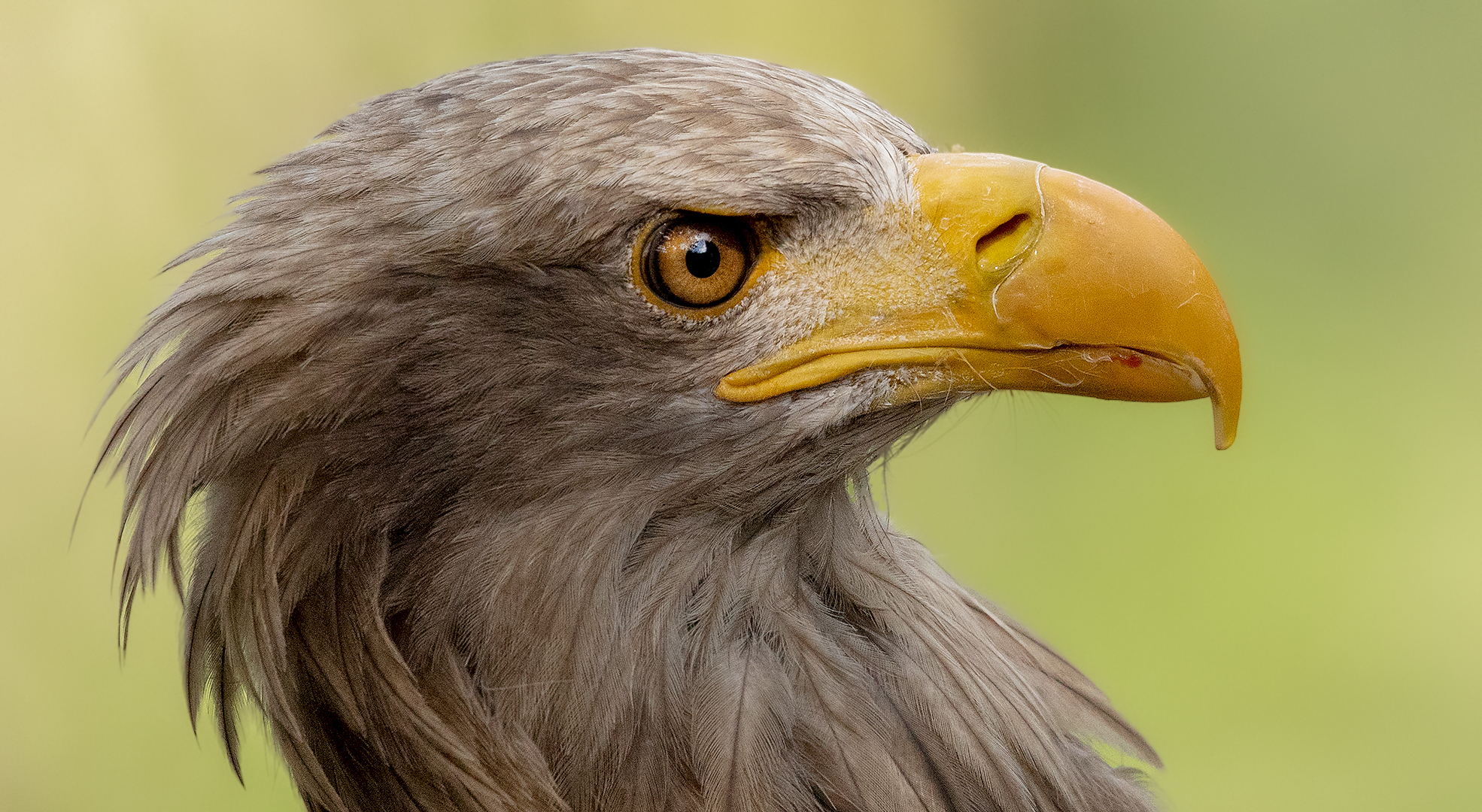 Seeadler.Portrait 012 Foto & Bild | deutschland, europe, niedersachsen ...