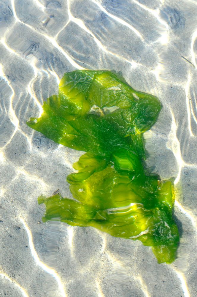 Seealgen Canada, Vancouver Foto & Bild | natur-kreativ, natur Bilder ...