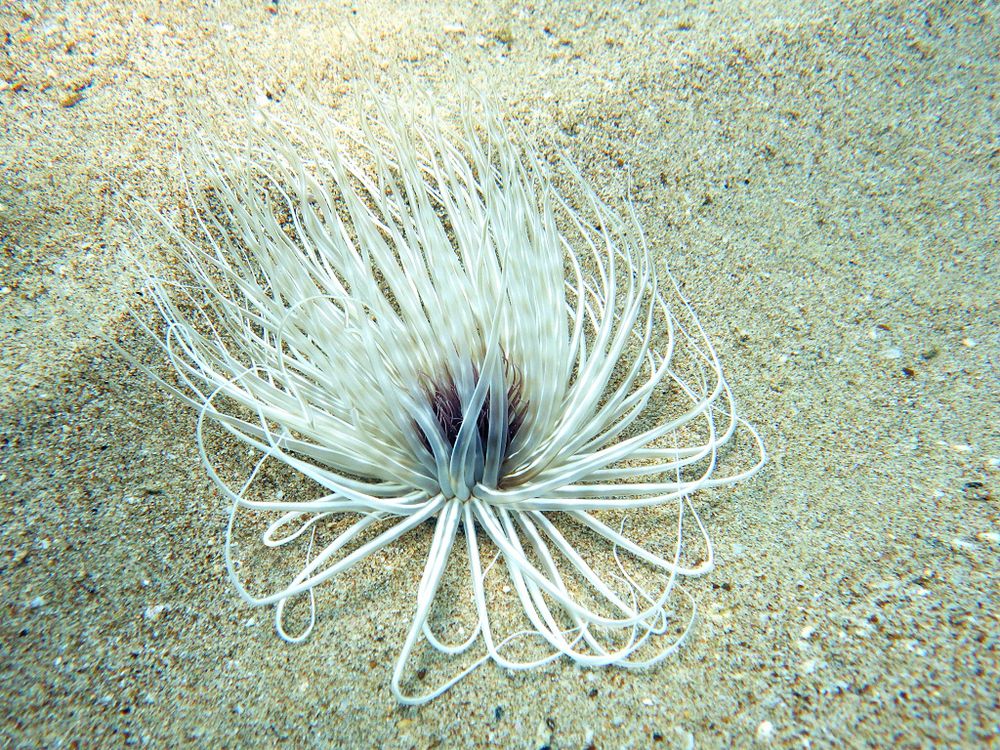 Seeanemone - Zylinderrose (Ceriantharia) Foto & Bild | outdoor, meer ...