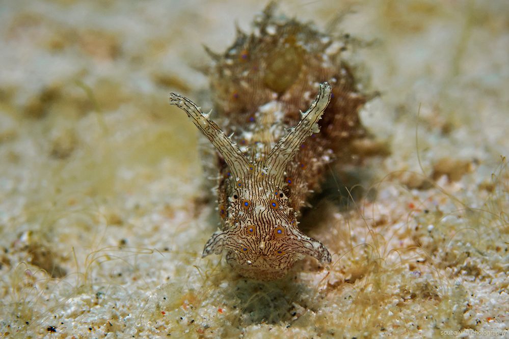 Seehase Foto & Bild | asien, natur, 100mm Bilder auf fotocommunity