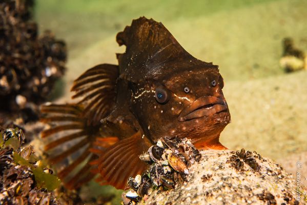 Fische Bilder & Fotos