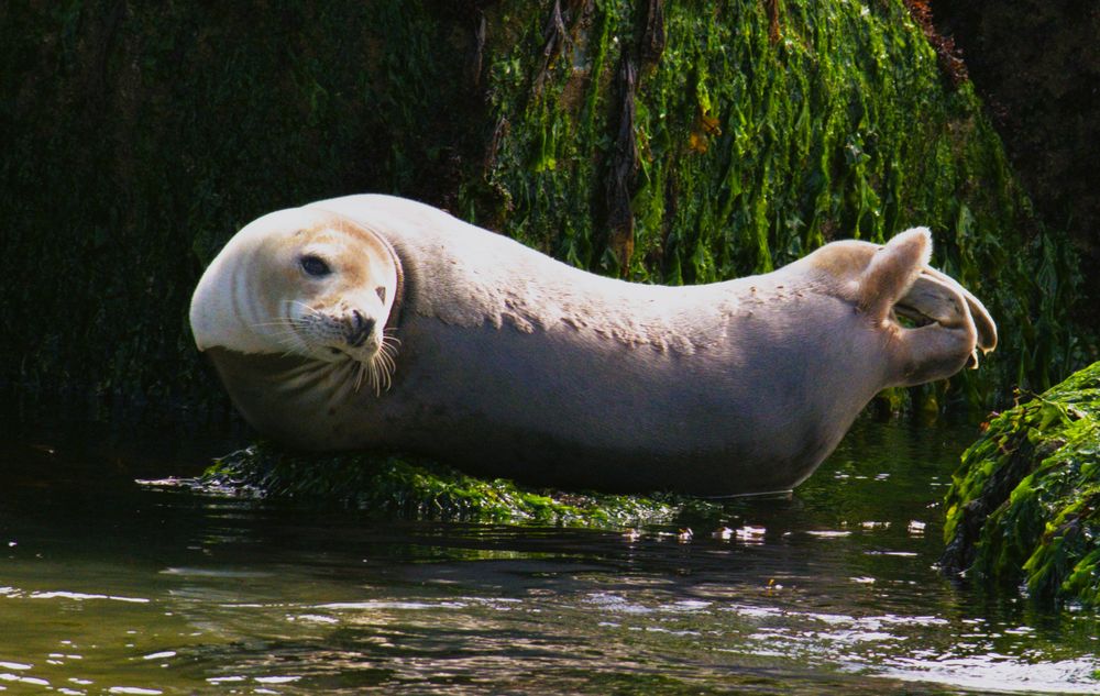 Seehund Foto & Bild | tiere, wildlife, säugetiere Bilder auf fotocommunity