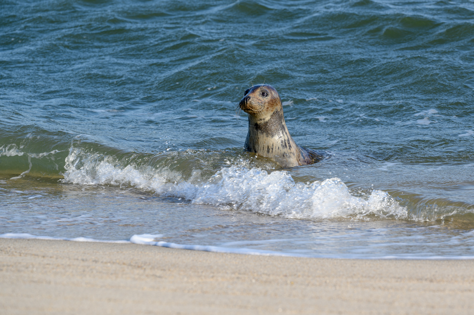 Seehund auf Sylt Foto & Bild | meer, natur, landschaft Bilder auf ...