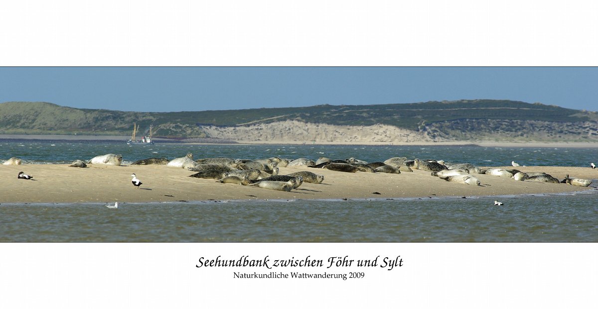Seehundbank zwischen Föhr und Sylt Foto & Bild | tiere, wildlife ...