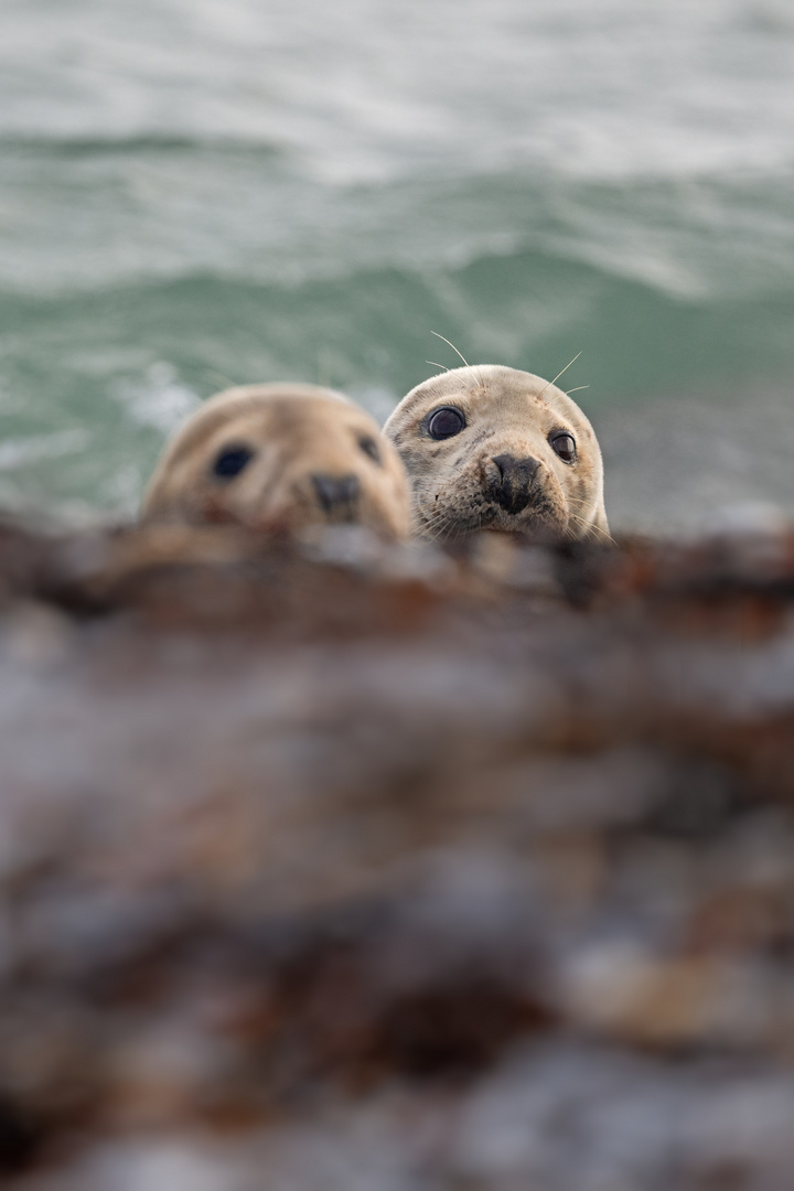 Seehunde Foto & Bild | tiere, wildlife, wildlife: sonstige tiere Bilder ...