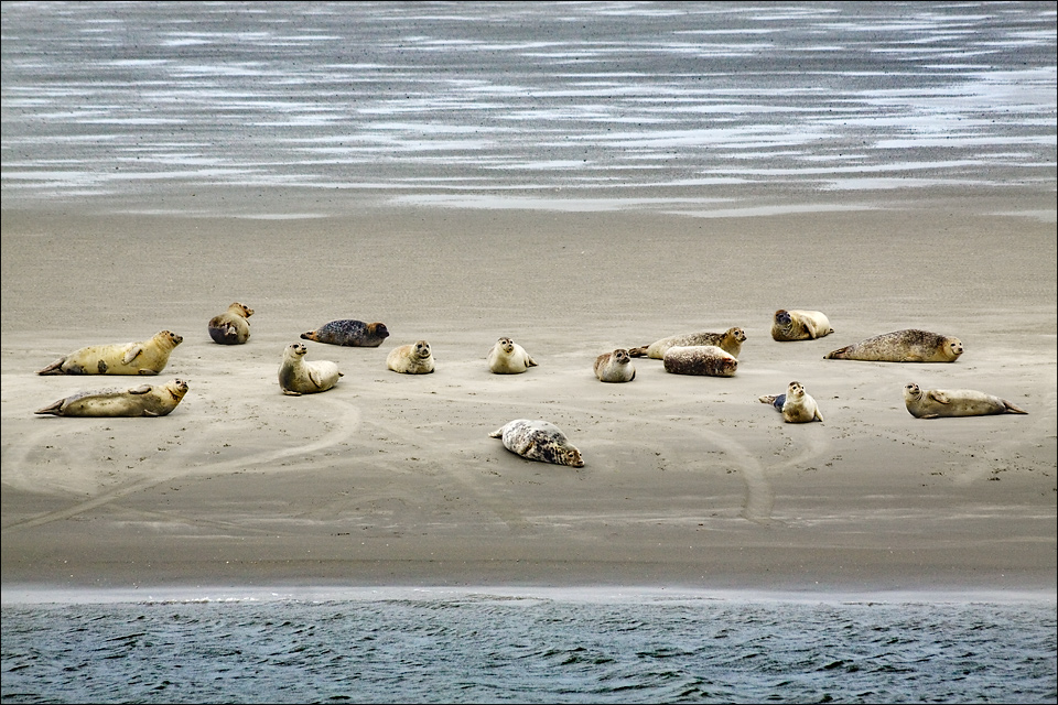 Seehunde auf einer Sandbank vor Norderney - Bild & Foto von Beate Zi ...