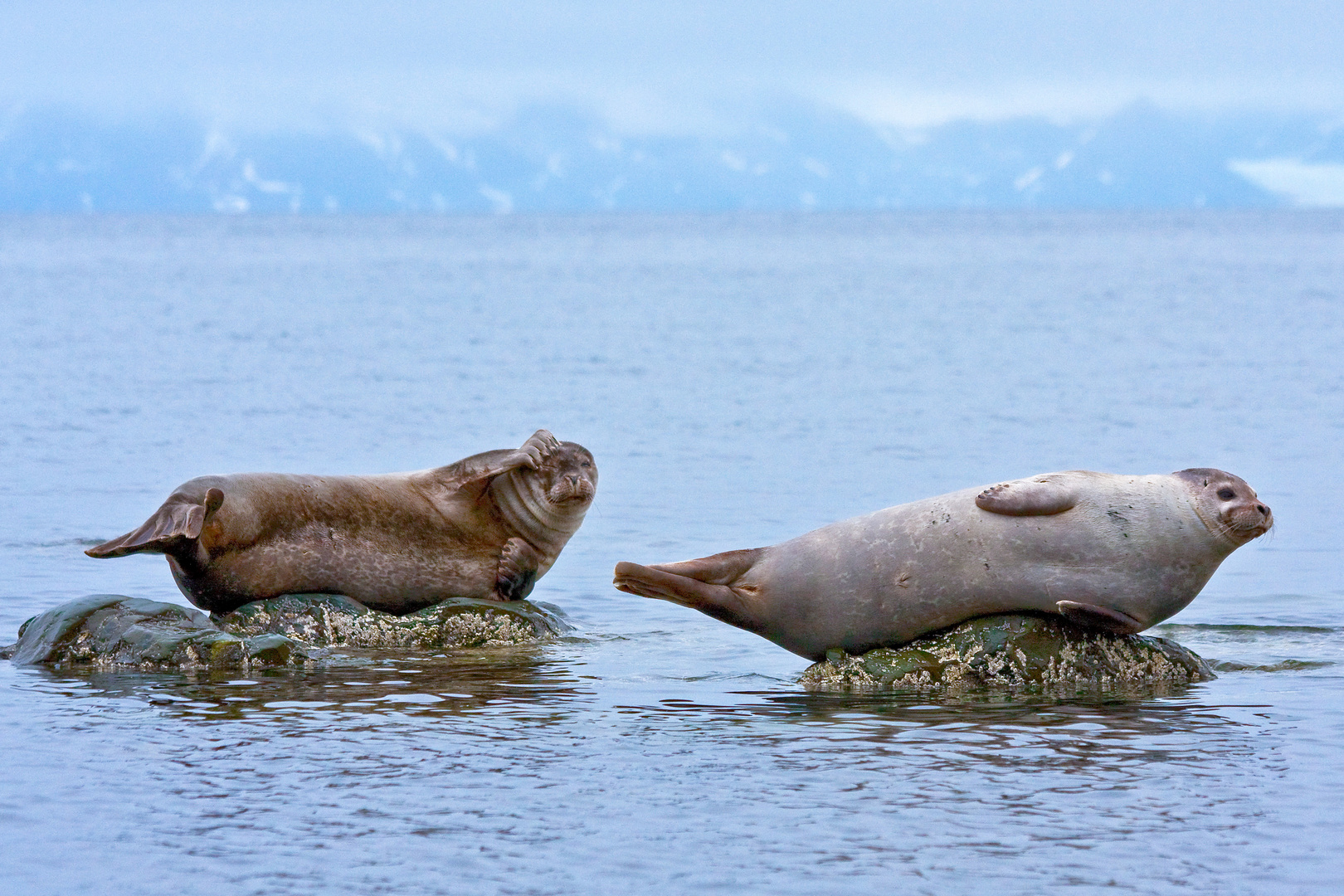 Seehunde auf Spitzbergen Foto & Bild | tiere, wildlife, säugetiere ...