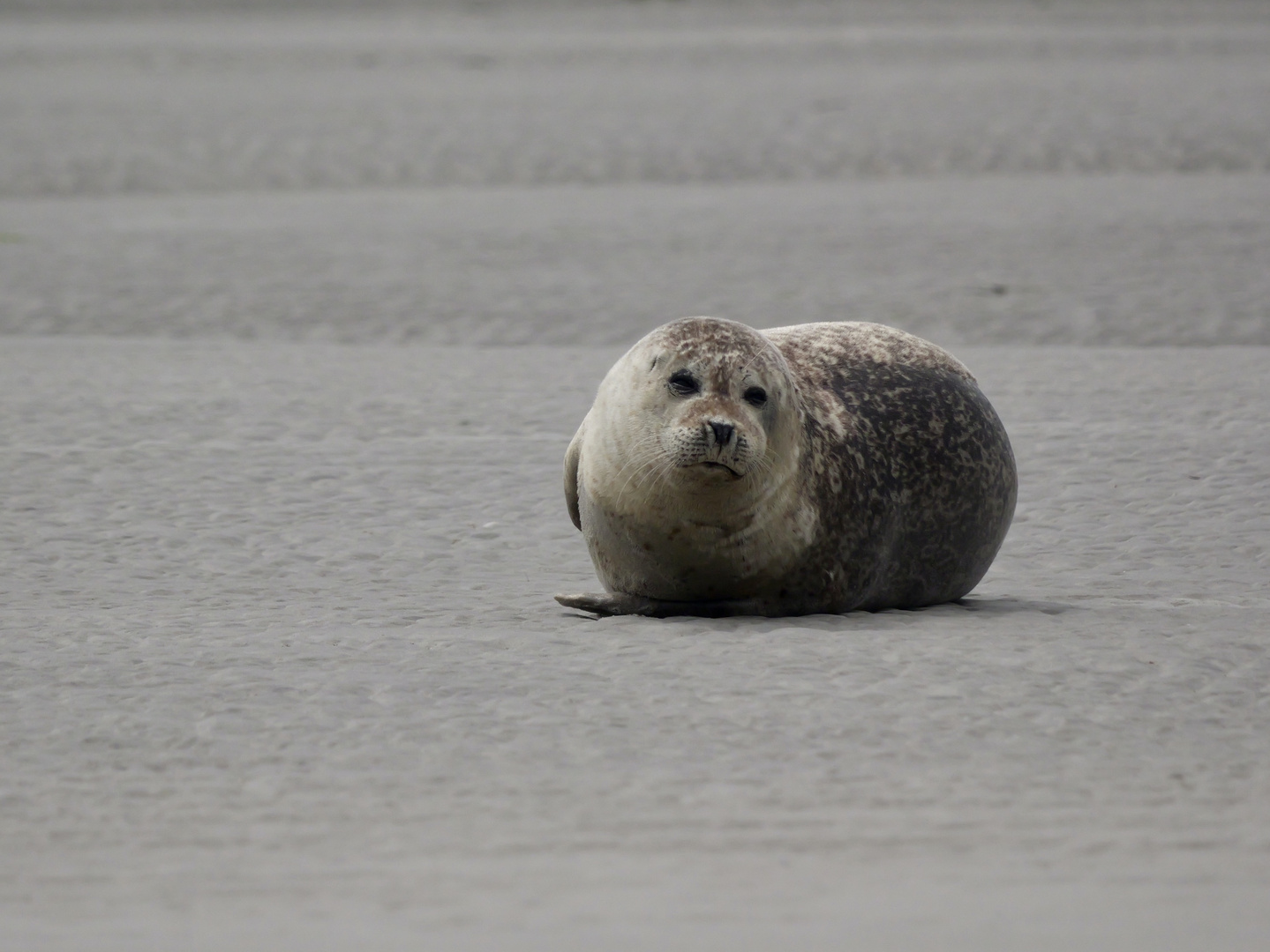 Seehunde im Wattenmeer Foto & Bild | deutschland, europe, schleswig ...