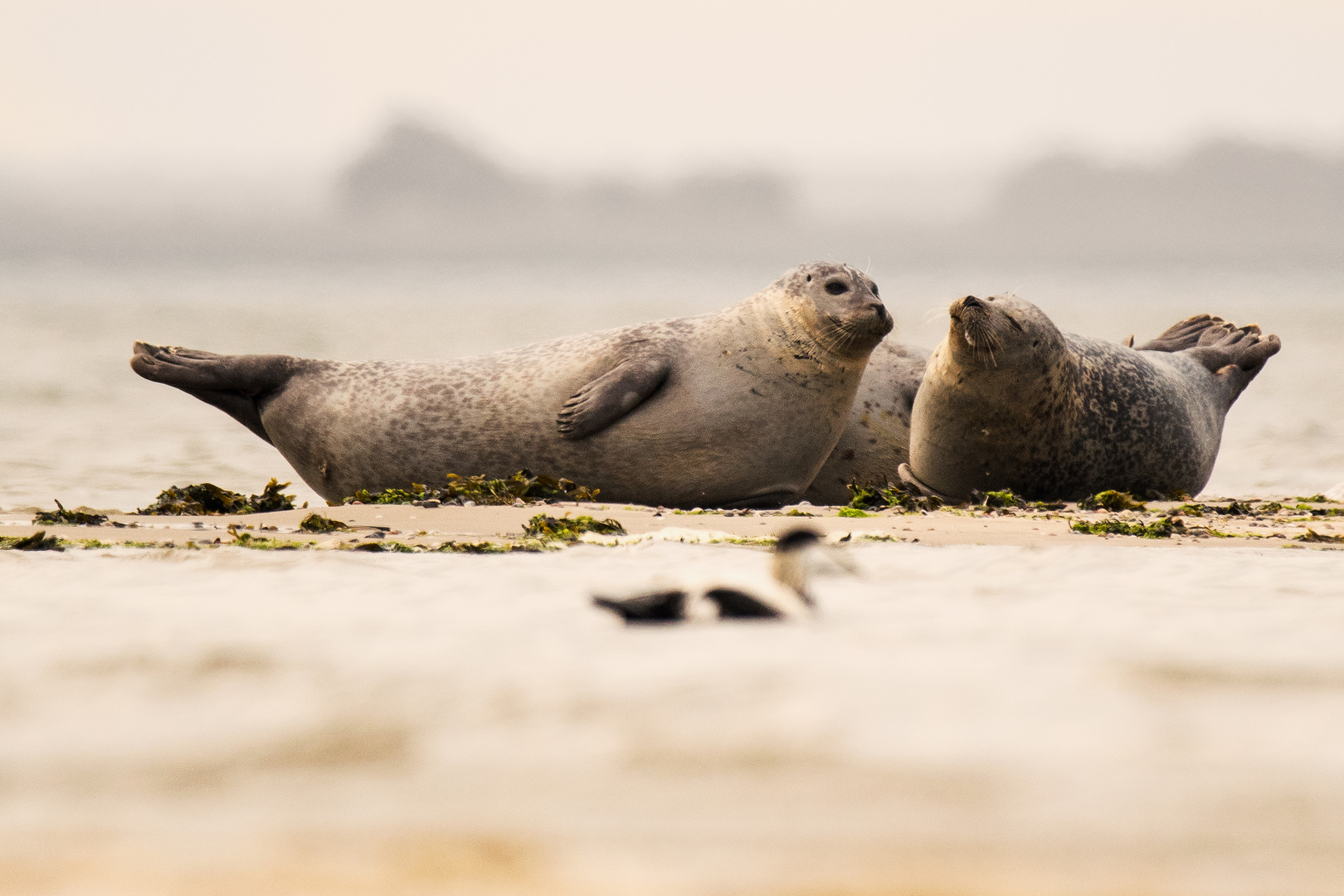 Seehunde Norderney Ostende Foto & Bild | archiv projekte naturchannel ...