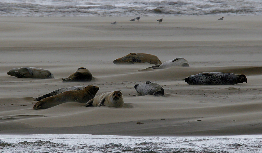 Seehunde vor Büsum - Bild & Foto von Ralf Luther aus Pure Natur ...