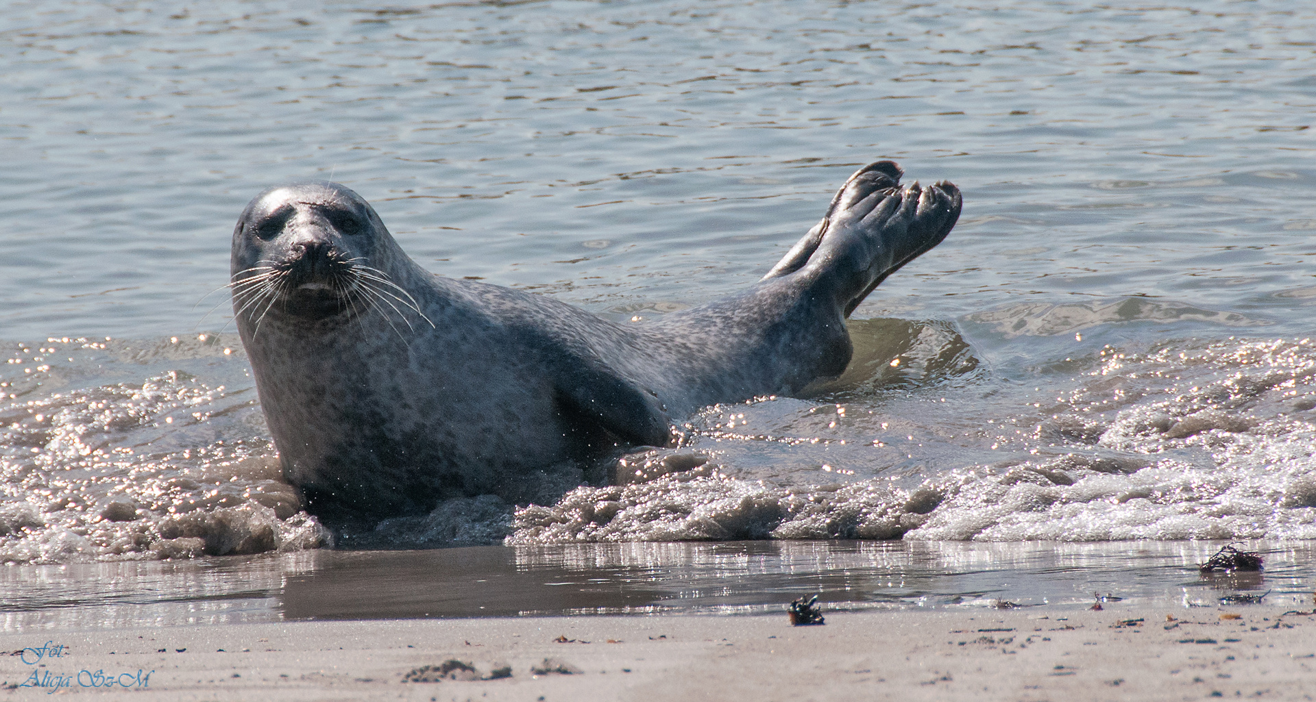 Seehund,Robbe /2) Foto & Bild | fotos, natur, see Bilder auf fotocommunity