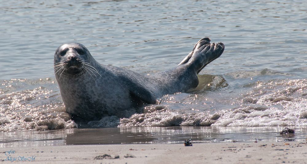 Seehund,Robbe /2) Foto & Bild | fotos, natur, see Bilder auf fotocommunity