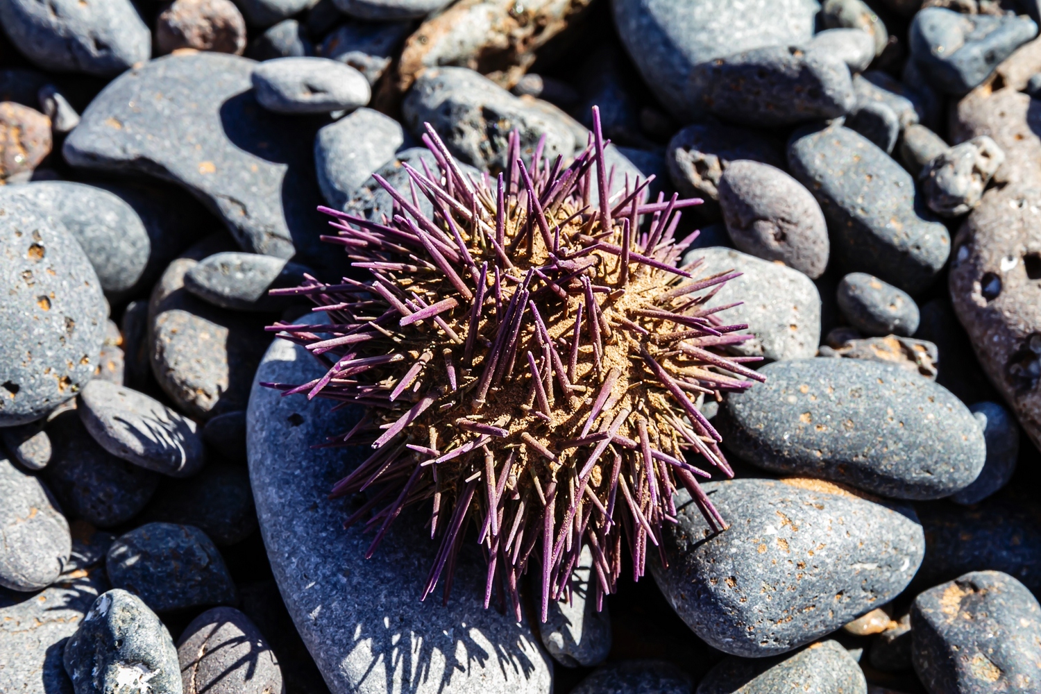 Seeigel Foto & Bild | urlaub, fotos, outdoor Bilder auf fotocommunity