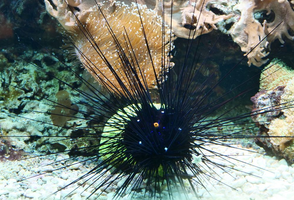 Seeigel Foto & Bild | tiere, zoo, wildpark & falknerei, zoo aquaristik ...