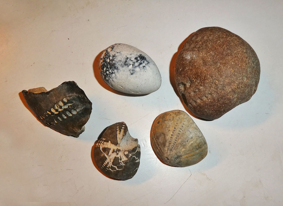 Seeigel... Foto & Bild | sonstiges, fossilien & präparate, natur Bilder ...