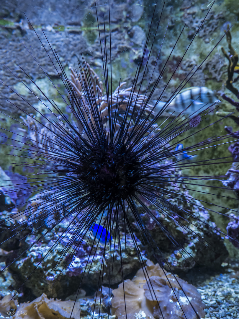 Seeigel Foto & Bild | tiere, pflanzen, pilze & flechten, sonstiges ...