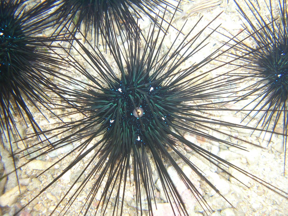 Seeigel am Sanur Beach/ Bali/ Indonesien Foto & Bild | tiere, wildlife ...