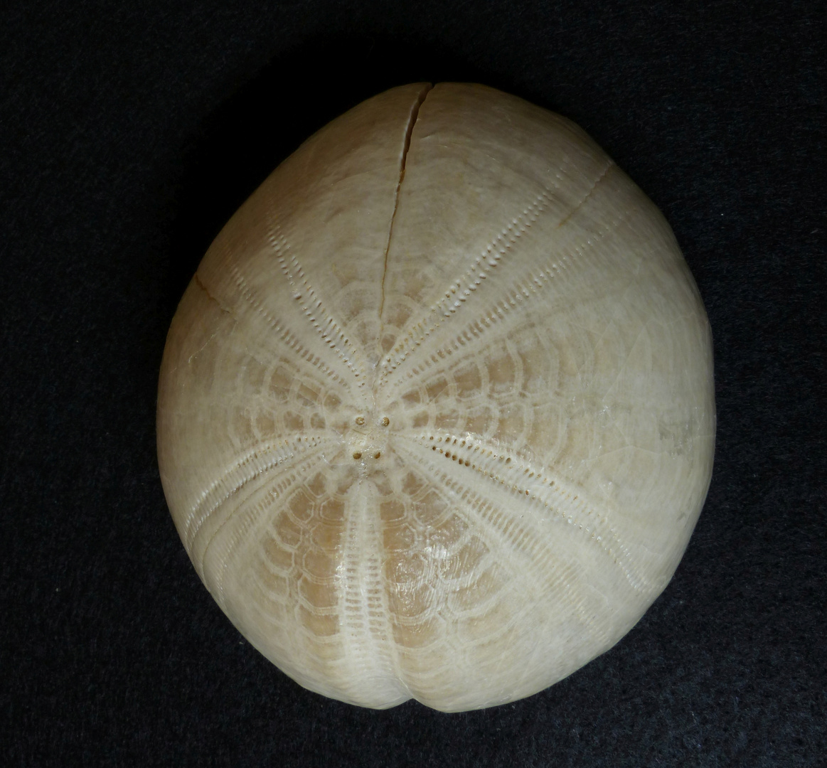 Seeigel aus der Kreidezeit - Hemipneustes radiatus Foto & Bild | natur ...