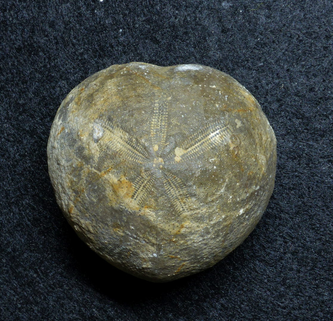 Seeigel aus der Kreidezeit - Micraster (Epiaster) brevis Foto & Bild ...