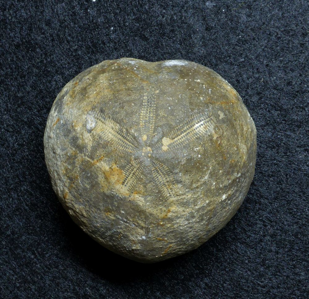 Seeigel aus der Kreidezeit - Micraster (Epiaster) brevis Foto & Bild ...