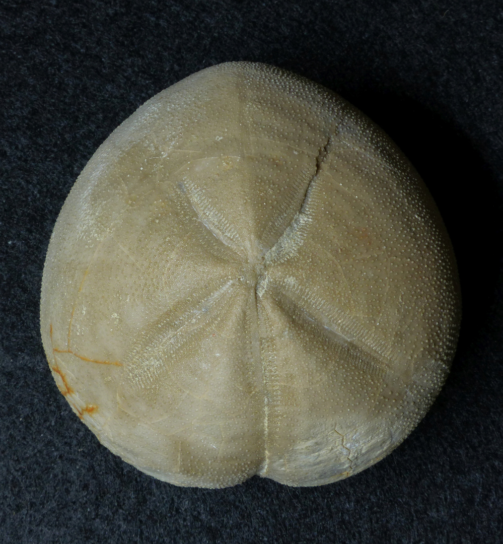 Seeigel aus der Kreidezeit - Micraster sp. Foto & Bild | sonstiges ...