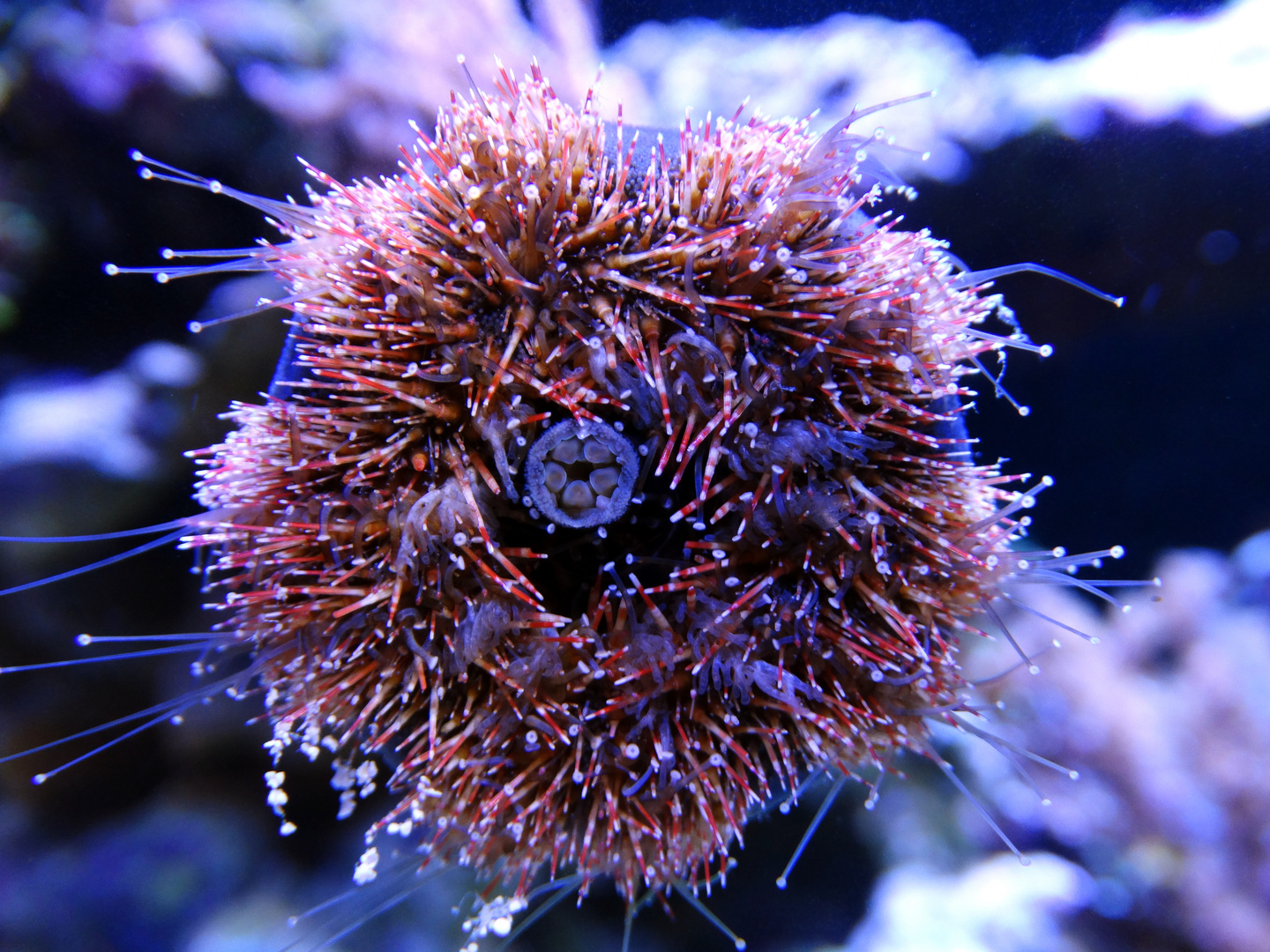 Seeigel bei der Arbeit Foto & Bild | tiere, haustiere, aquaristik ...