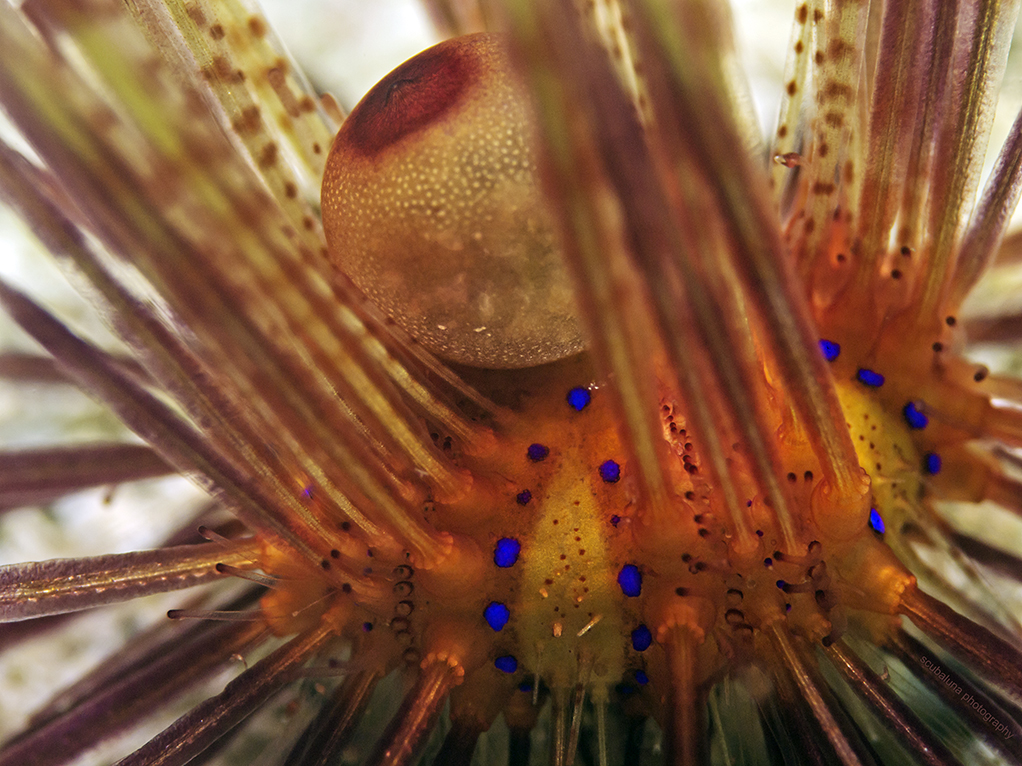 Seeigel Foto & Bild | natur, detail, reisen Bilder auf fotocommunity