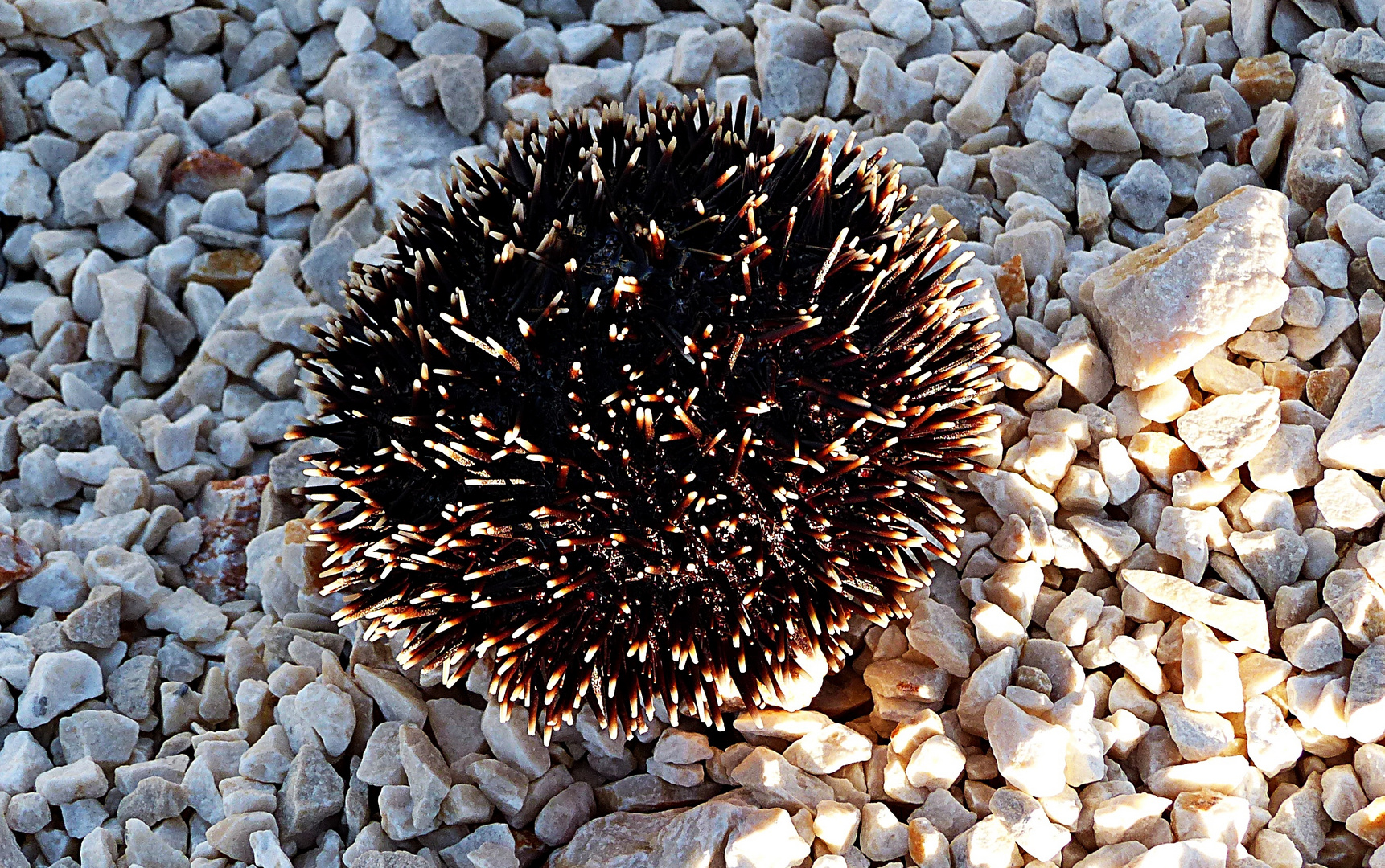 Seeigel Foto & Bild | tiere, wildlife, wildlife: sonstige tiere Bilder ...