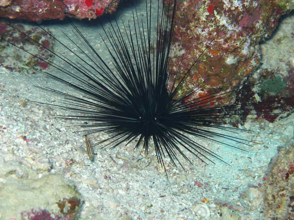 Seeigel im Roten Meer in 33 Meter Tiefe Foto & Bild | tiere, wildlife ...