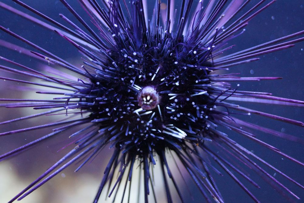 Seeigel im Tierpark Hellabrunn Foto & Bild | tiere, zoo, wildpark ...