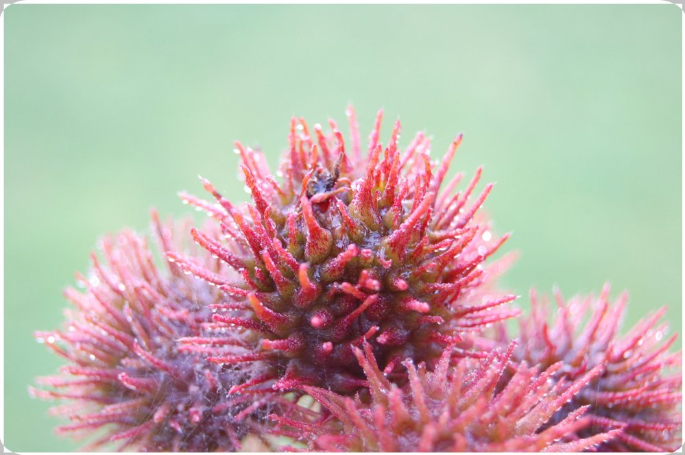 Seeigel oder Rizinus? Foto & Bild | pflanzen, pilze & flechten, früchte ...