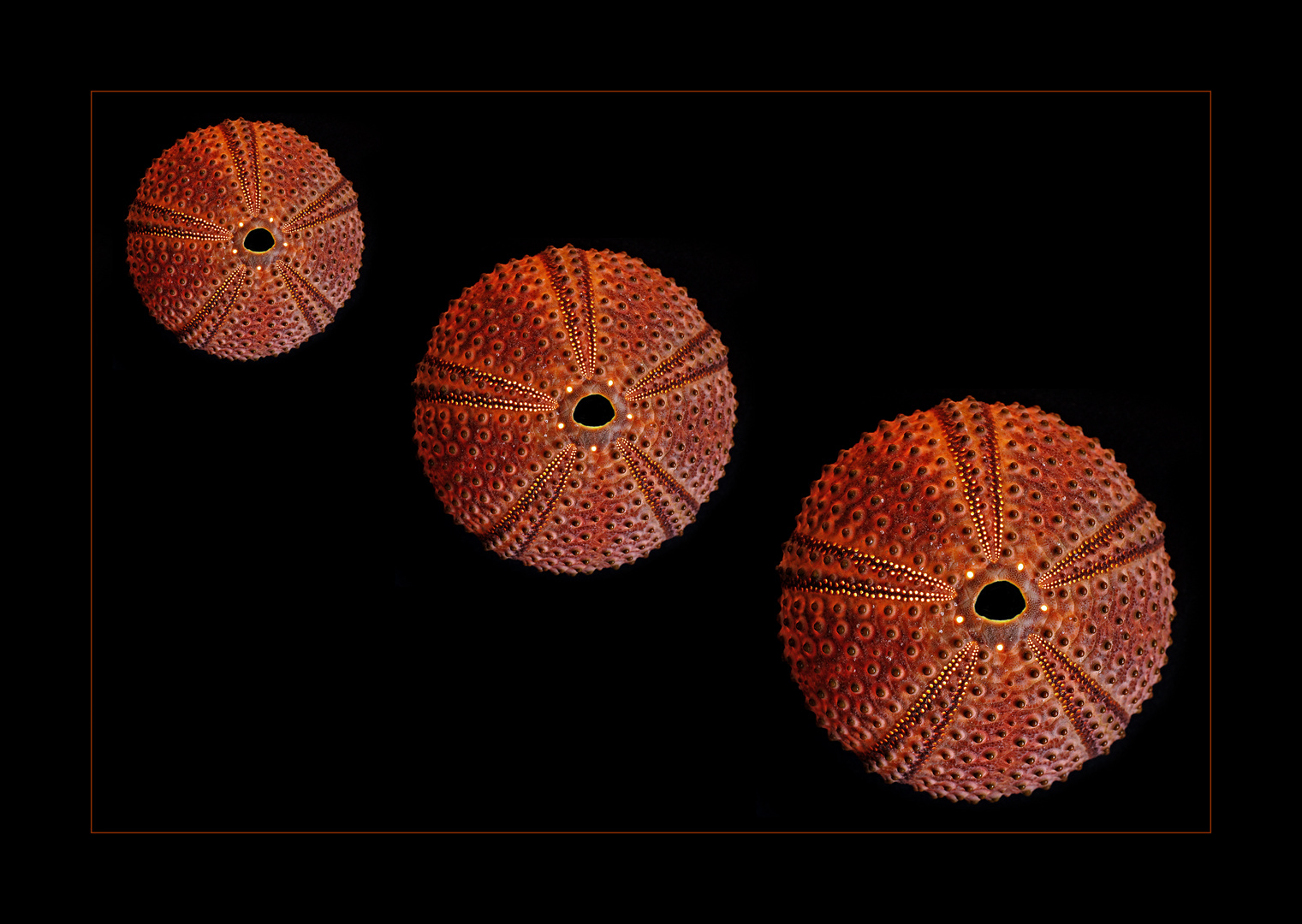 Seeigel-Skelett Foto & Bild | tiere, wildlife, wildlife: sonstige tiere ...