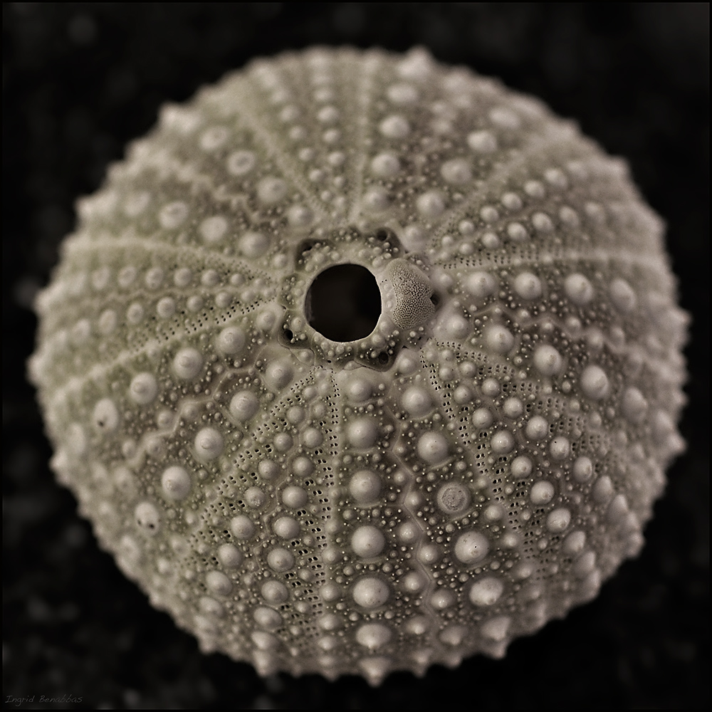 Seeigel Skelett Foto & Bild | natur-makros, natur-kreativ ...