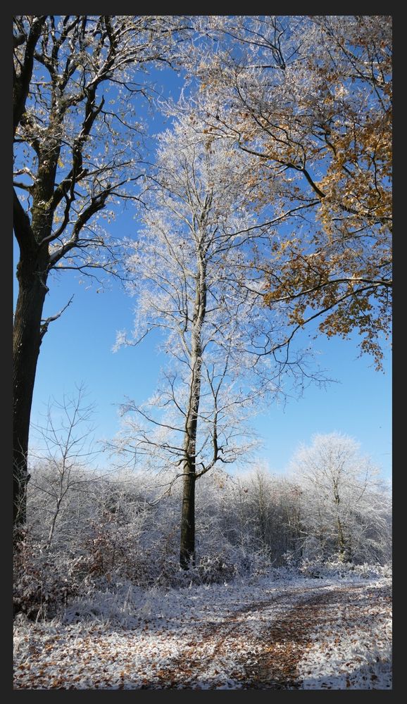 Seelengenuß... Foto & Bild | wald, bäume, winter Bilder auf fotocommunity