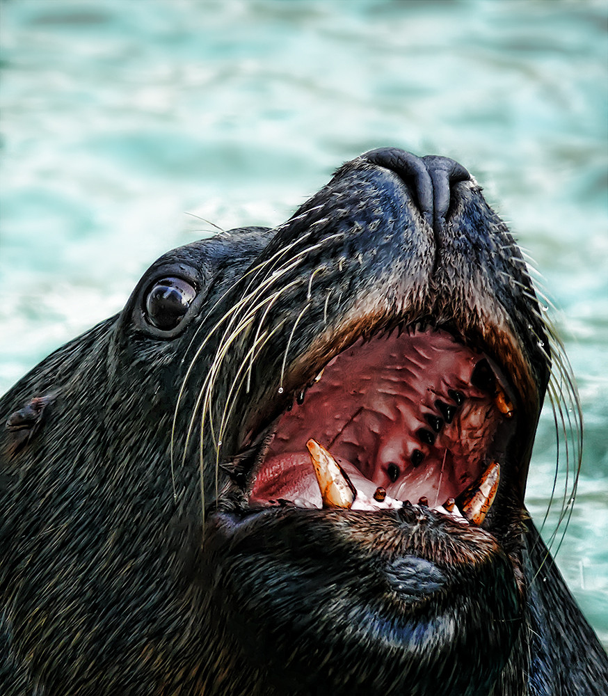 SEELÖWE - Bild & Foto von I. Maass aus TIERPORTRAIT - Fotografie ...