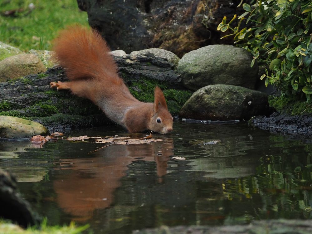 "Seenot-Retter" Foto & Bild | tiere, wildlife, säugetiere Bilder auf ...