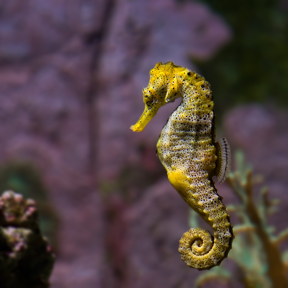 Seepferd Foto & Bild | tiere, zoo, wildpark & falknerei, zoo: fische ...