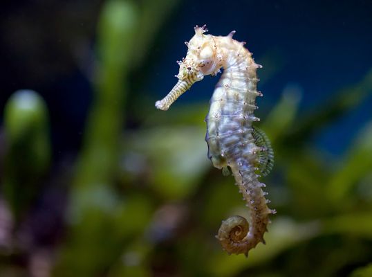 Seepferdchen Fotos & Bilder auf fotocommunity