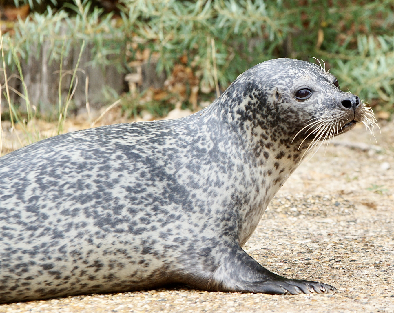 Seerobbe Foto & Bild | fotos, natur, portrait Bilder auf fotocommunity