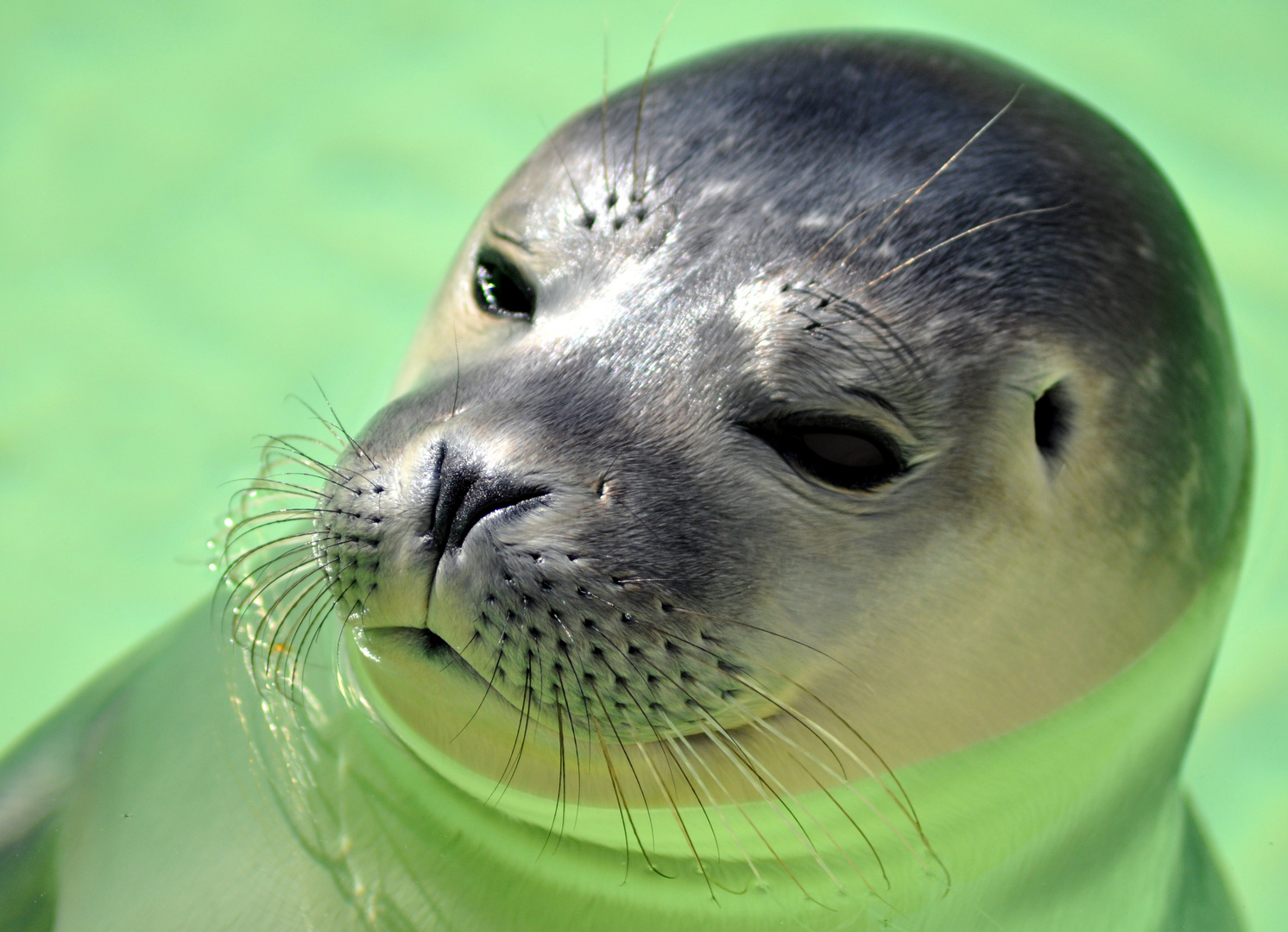 Seerobbe Foto & Bild | tiere, zoo, wildpark & falknerei, säugetiere ...