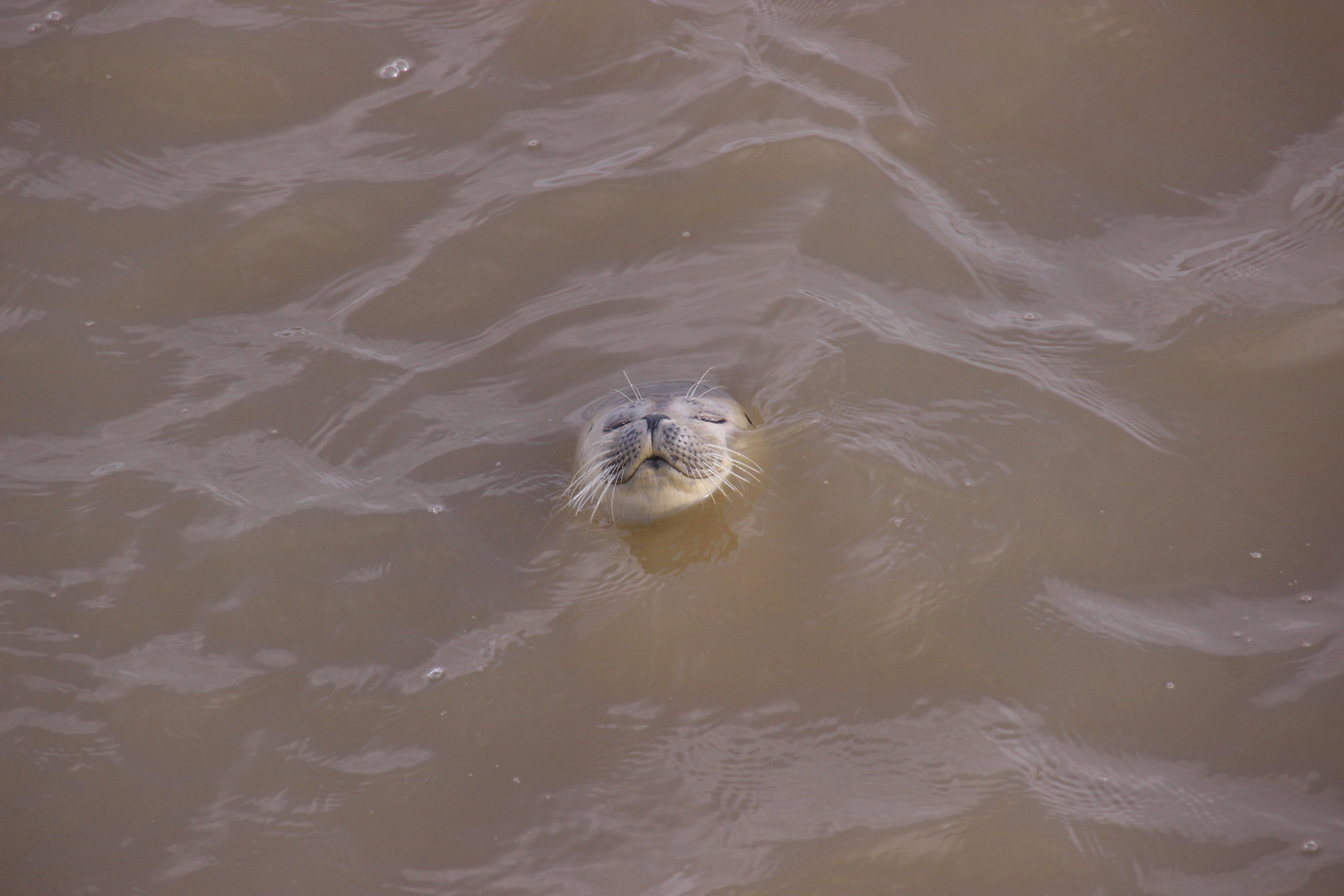 Seerobbe Foto & Bild | natur, see, tiere Bilder auf fotocommunity