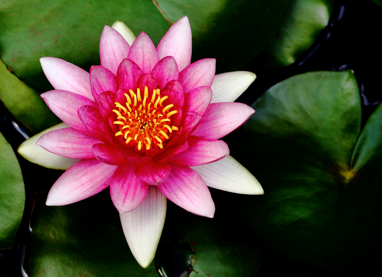 Seerose Foto & Bild | pflanzen, pilze & flechten, blüten ...