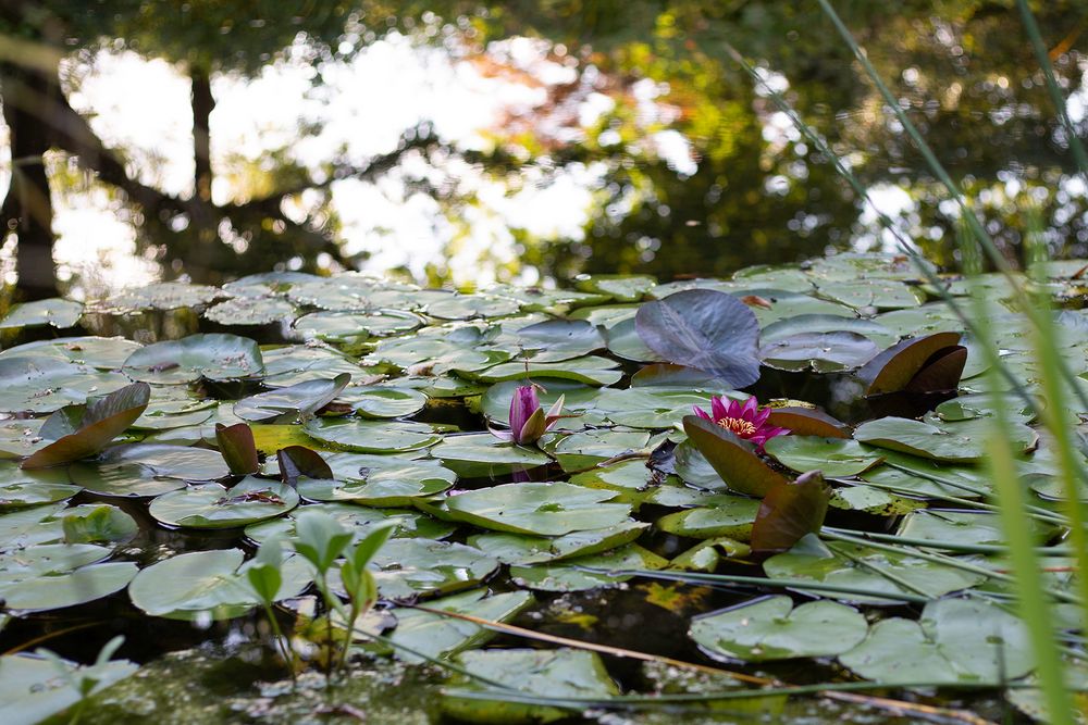 Seerose-2 Foto & Bild | naturfotos, natur, see Bilder auf fotocommunity