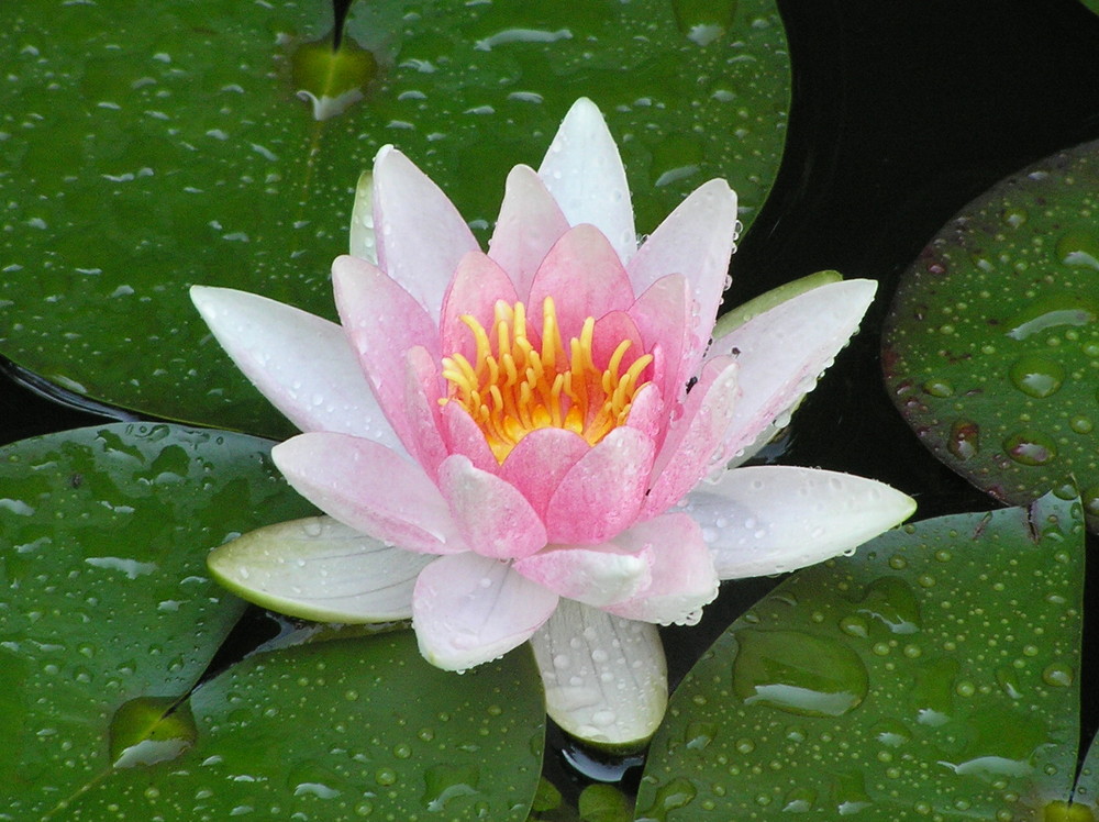 " SEEROSE " ( LOTUSBLÜTE) Foto & Bild | pflanzen, pilze & flechten ...