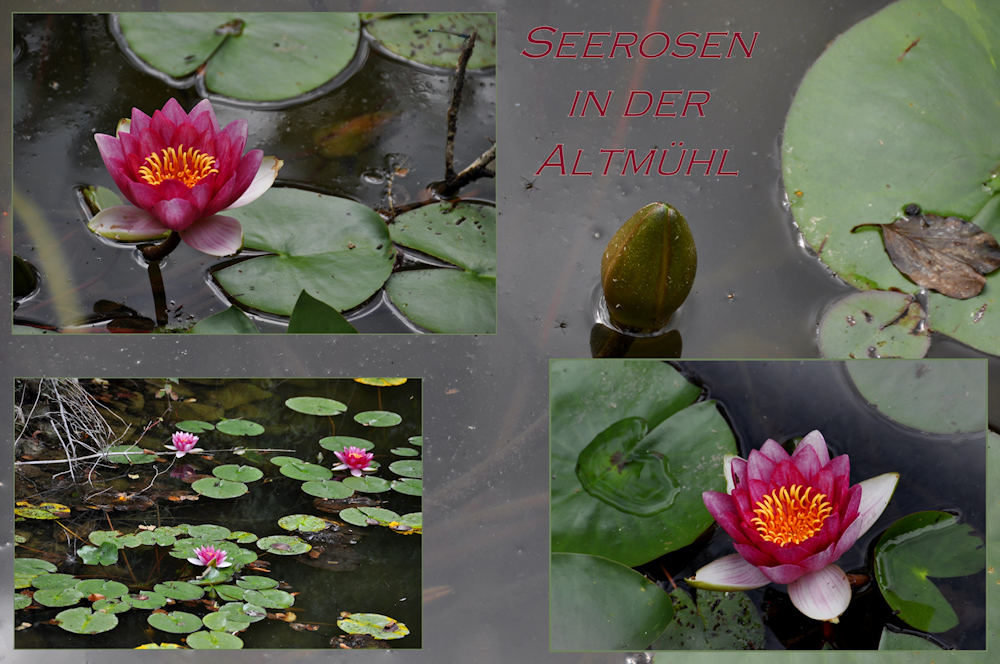 Seerosen | Edith Vogel Fotografie