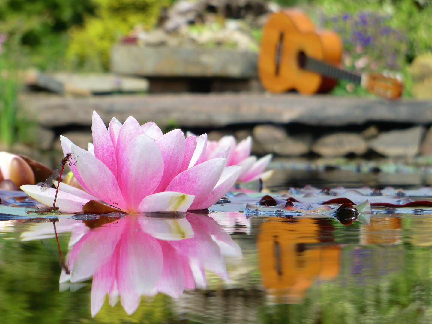 Seerosen Walzer Foto & Bild | pflanzen, pilze & flechten, blüten ...