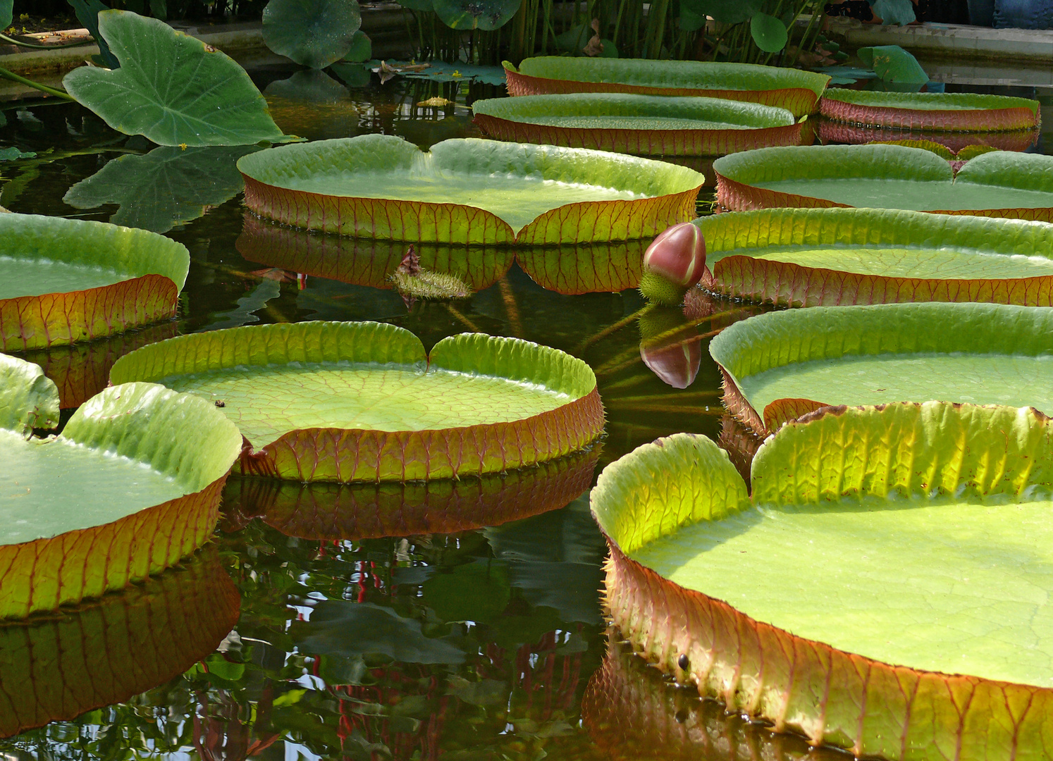Seerosenblätter Foto & Bild | wasser, grün, natur Bilder auf fotocommunity