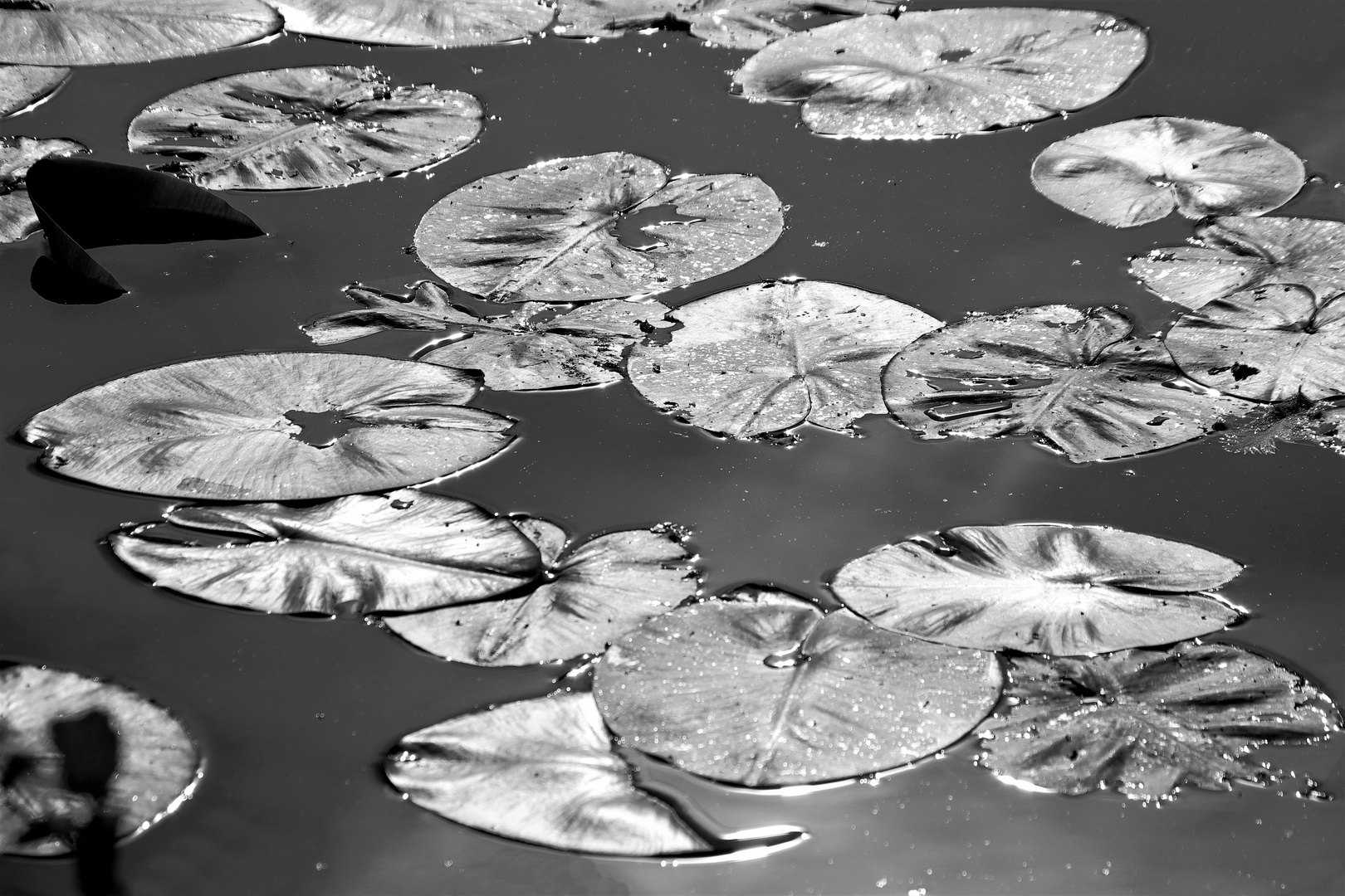 Seerosenlätter im Gegenlicht Foto & Bild | projekte, monochrom, bearbeitungs - techniken Bilder ...